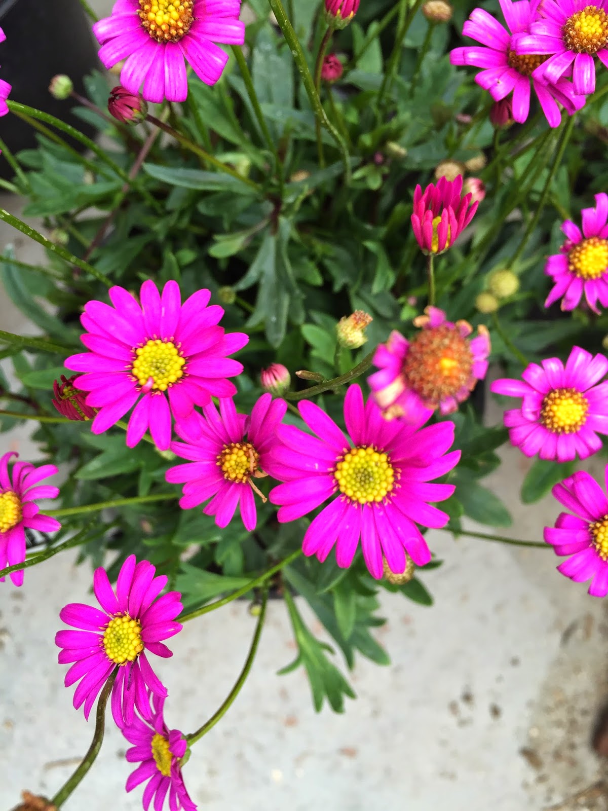 Aprille's SoCal Gardening : Cute Pink Daisy