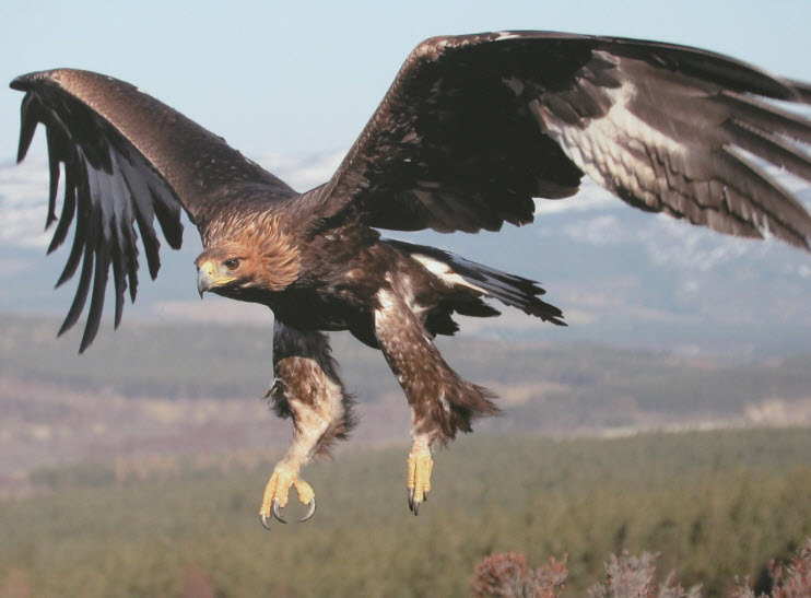 Golden Eagle | The Life of Animals