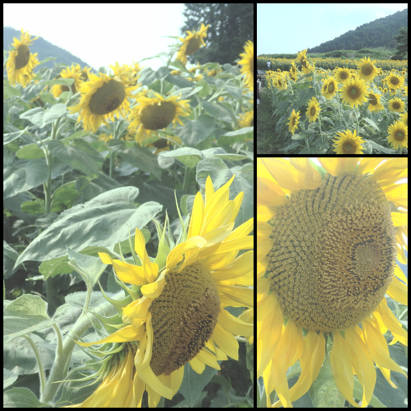 徒然おうどいろ日記: 誰のために咲いたの それはあなたのためよ～♪（8/1 記事修正）