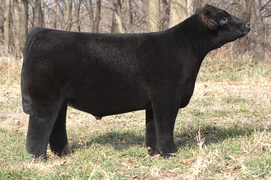 Virginia Beef Expo Matt Lautner Cattle bull semen carried exclusively ...