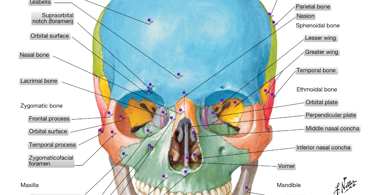 Anatomía Humana: Huesos y suturas del craneo