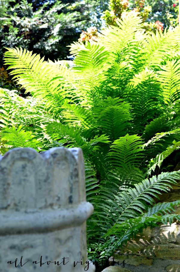 All About Vignettes: Ferns Catching Sunshine