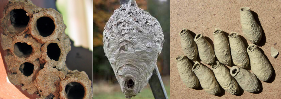 Courtney Williams : April 2013