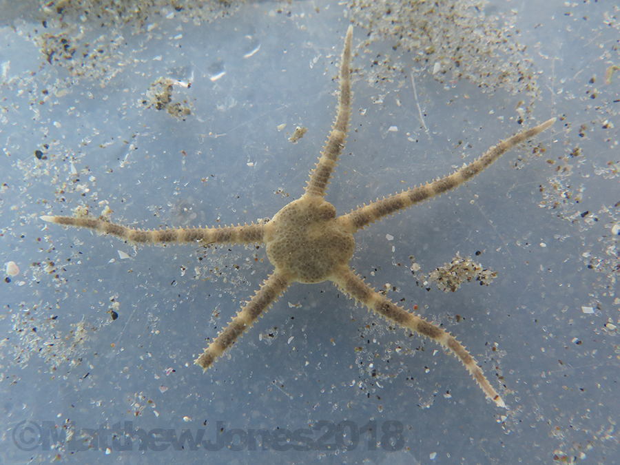 The shape and the idea: 119 — Hutton's brittle star, Ophioceres huttoni