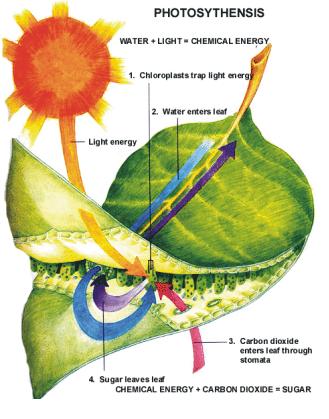 Electricity taken from living plants