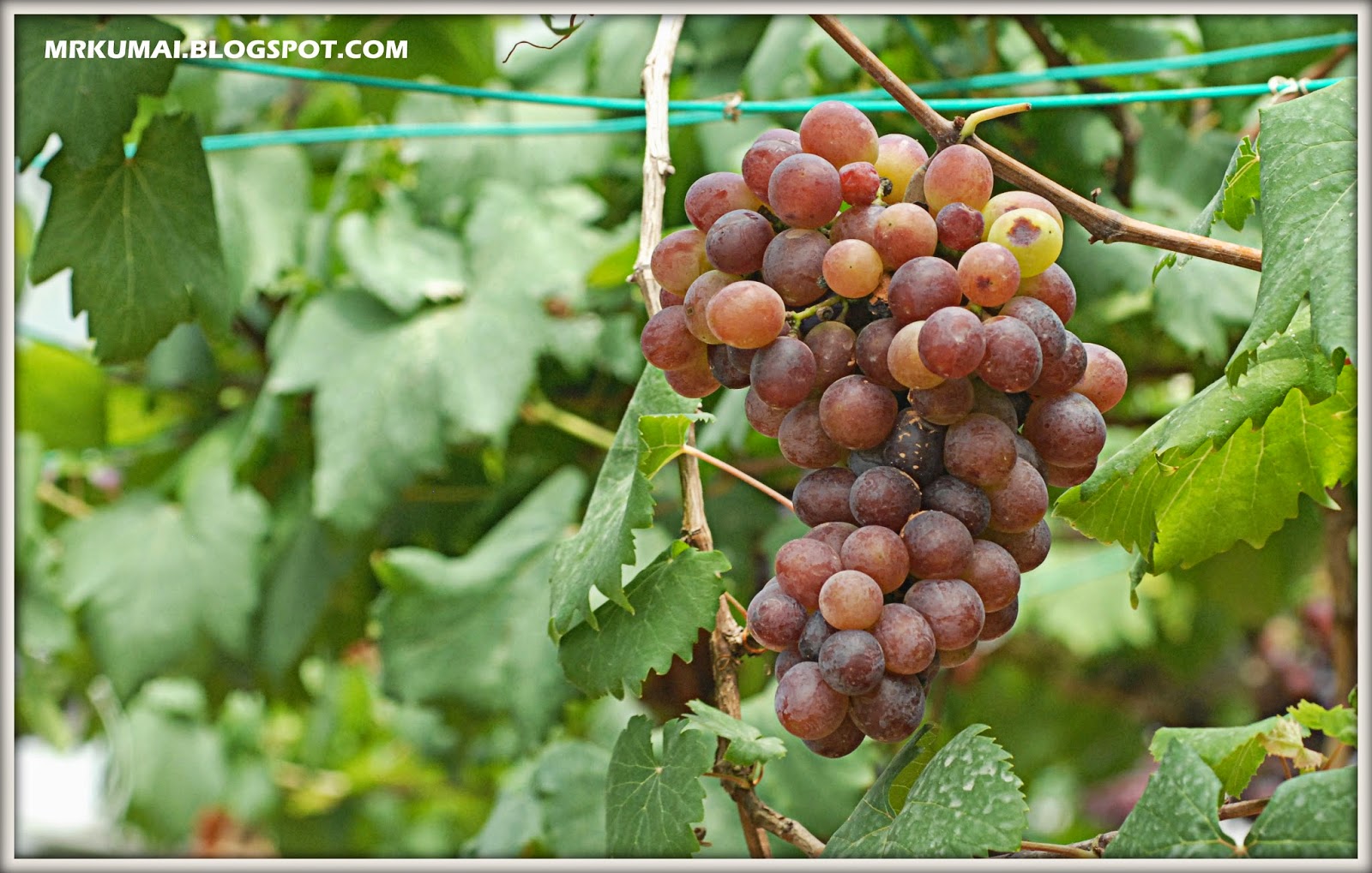 mrkumai.blogspot.com: Kebun anggur @ Lembah Bertam