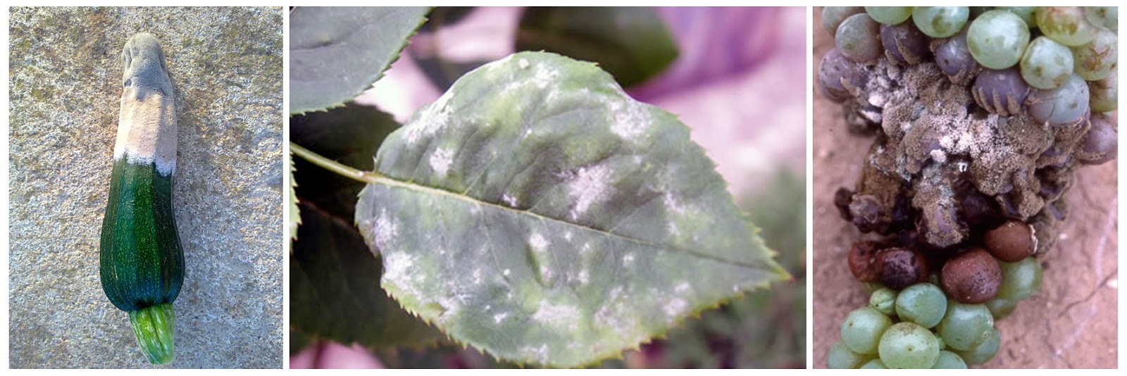Centro de Jardinería Aragón Rivas: Enfermedades: Podredumbre Gris ...