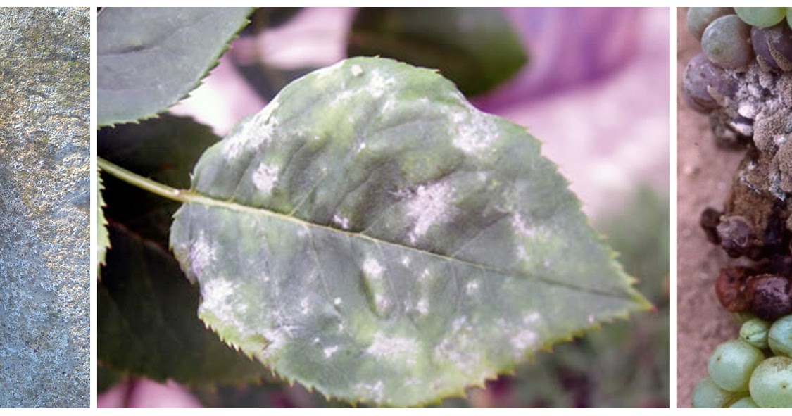 Centro de Jardinería Aragón Rivas: Enfermedades: Podredumbre Gris ...