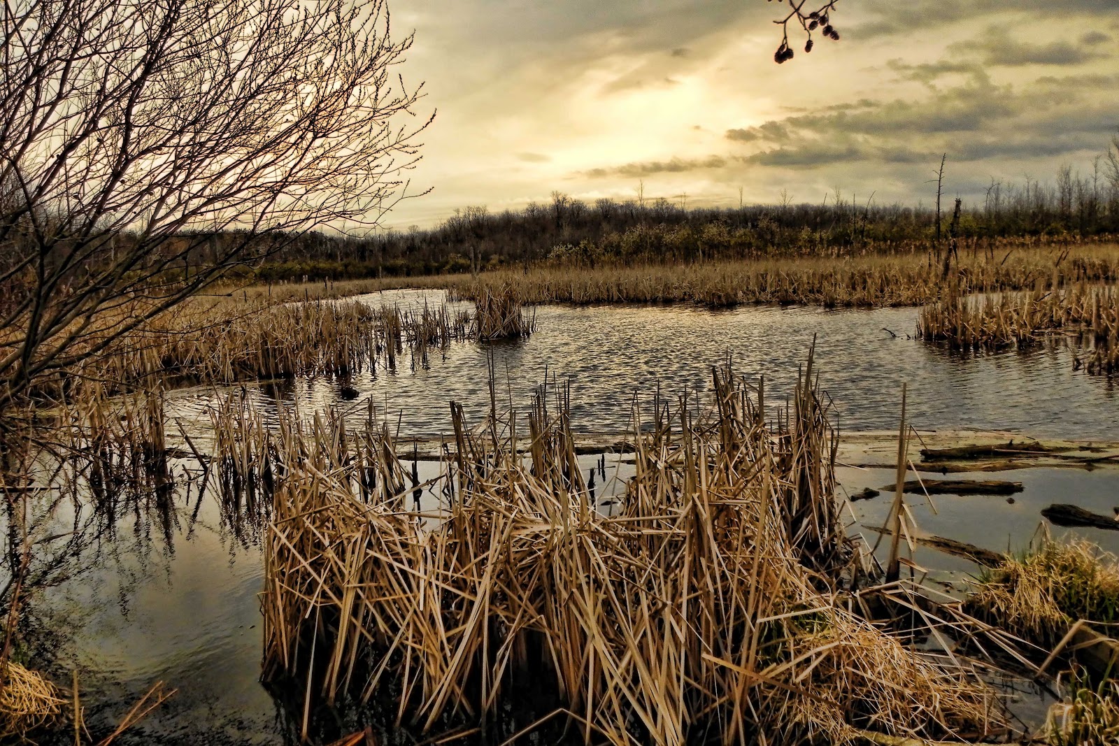 Hiking in Ontario: Frank Tract - Halton Regional Forest