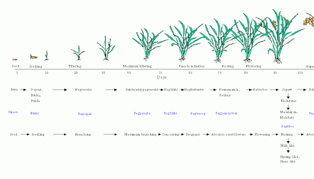 Delta Science Center: Rice is flowering stage