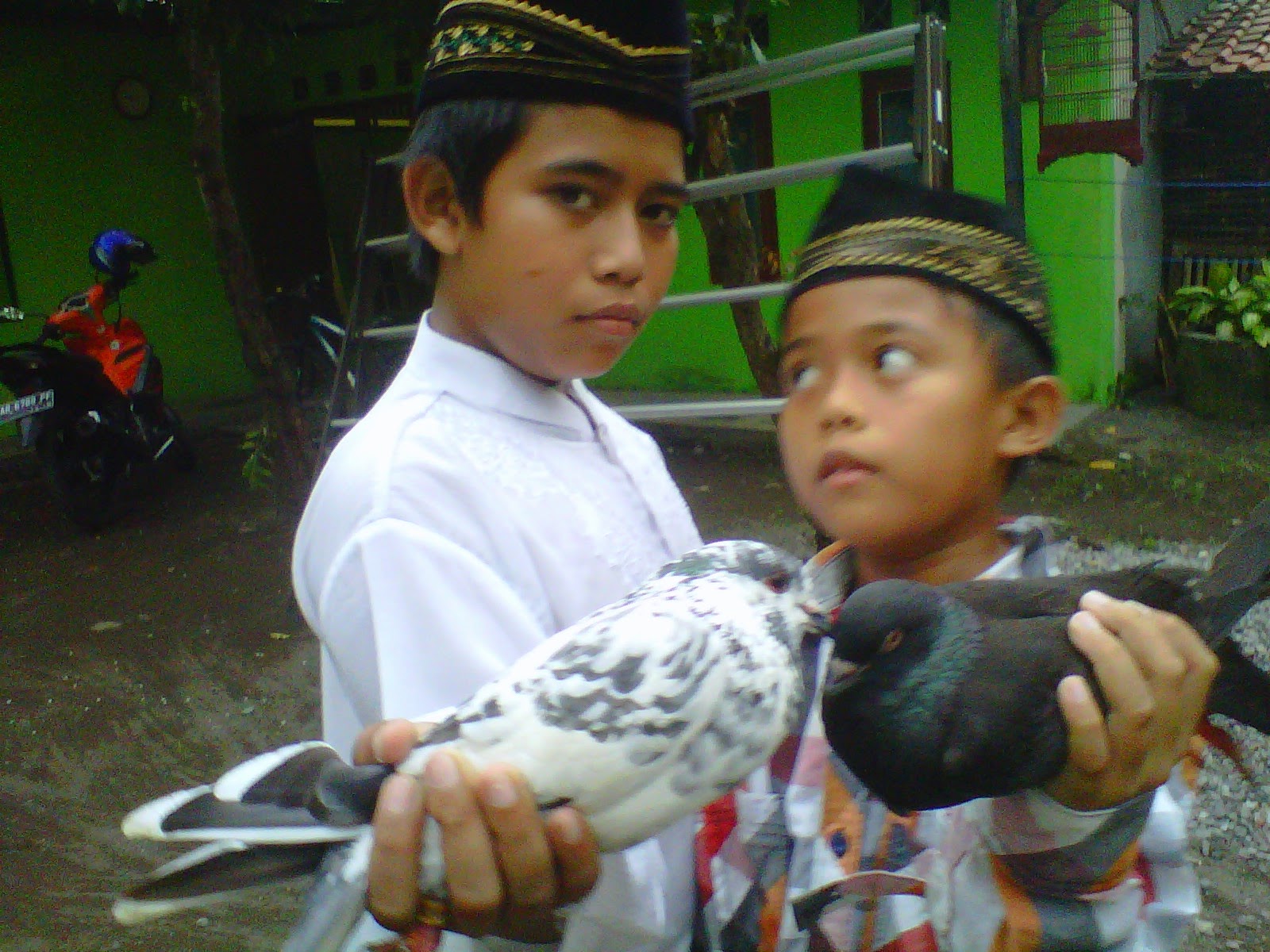 Nurhidayanto.SH: Seputar Merpati "Merpati Kolong"