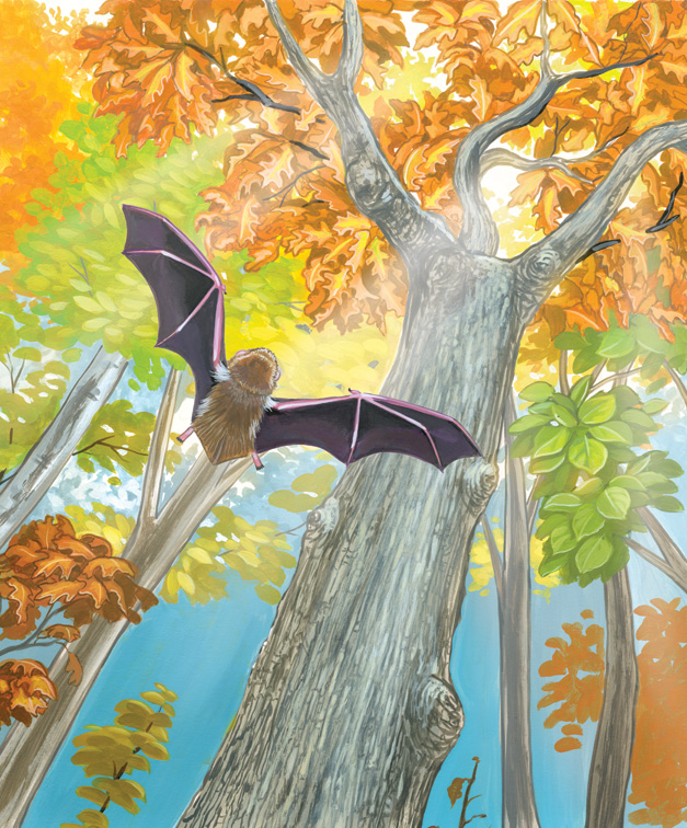 Christina Wald's Design and Illustration Blog: Portfolio: Little Red Bat