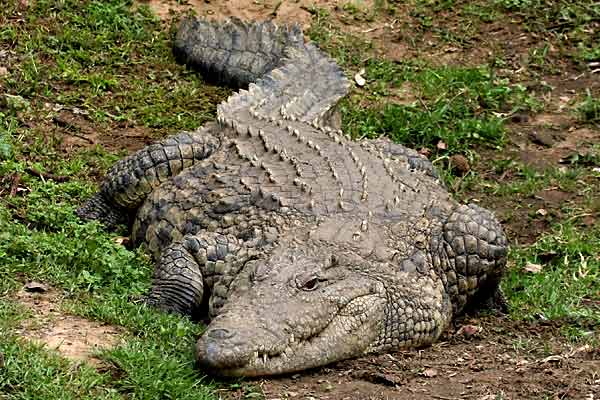 Nile Crocodile | The Life of Animals