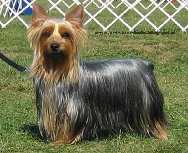 Australian Yorkshire Terrier Dog HD Wallpapers Free Download | All ...