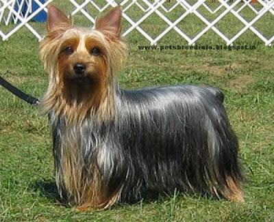 Australian Yorkshire Terrier Dog HD Wallpapers Free Download | All ...