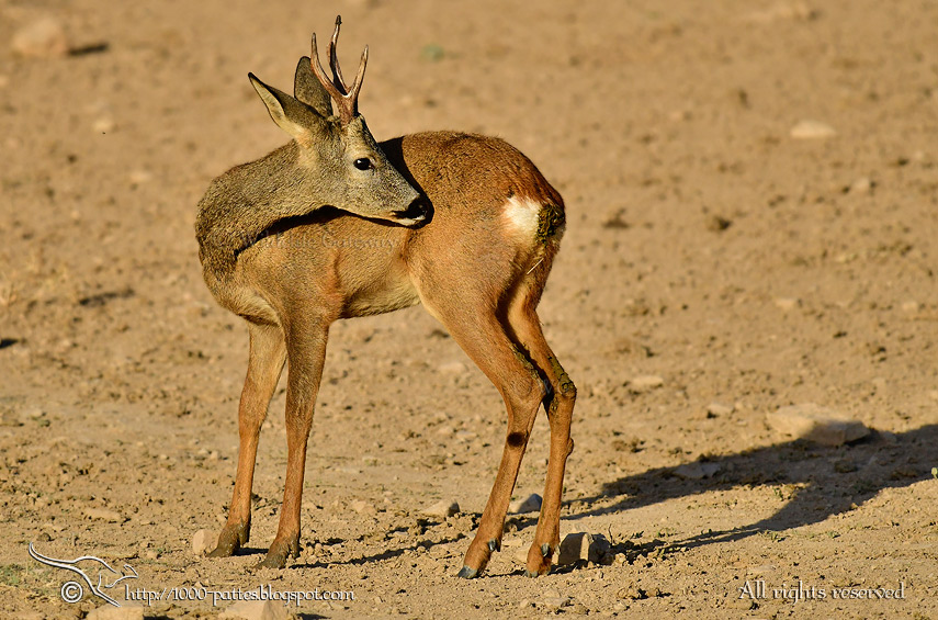 WILDLIFE GATEWAY: Un CHEVREUIL 'espagnol'