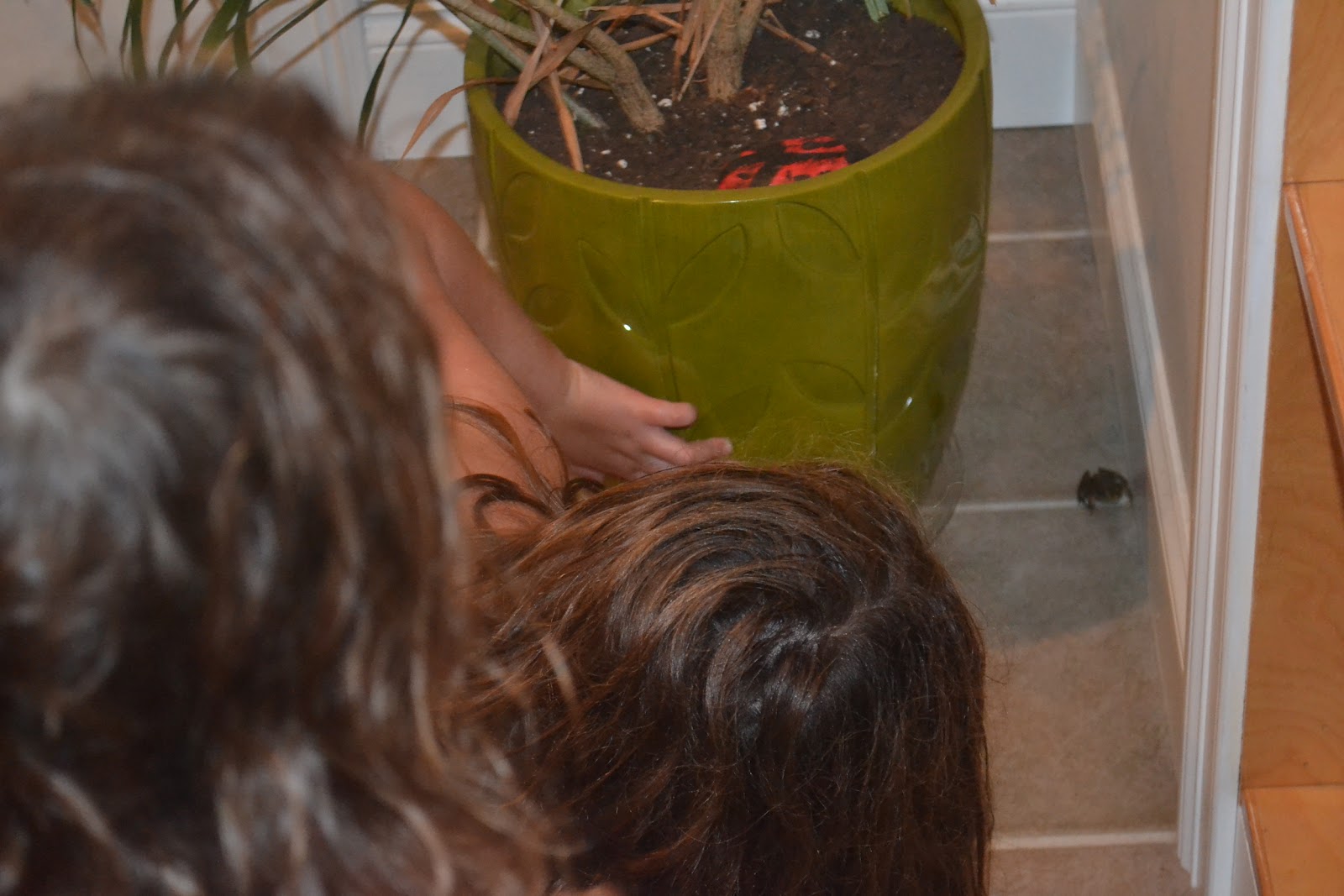 This Side of Normal: There's a Frog in The House