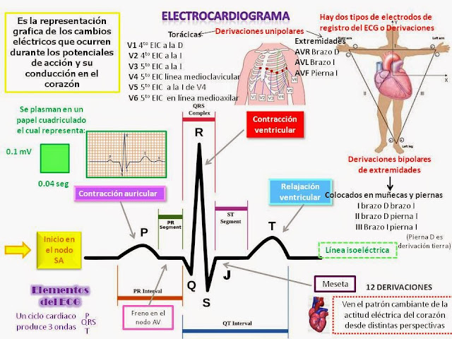 Carolina Checa: Electrocardiograma y sus derivaciones
