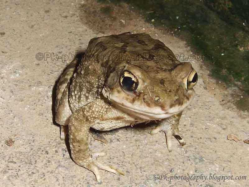Common Indus Valley Toad-Bufo stomaticus | Nature, Cultural, and Travel ...