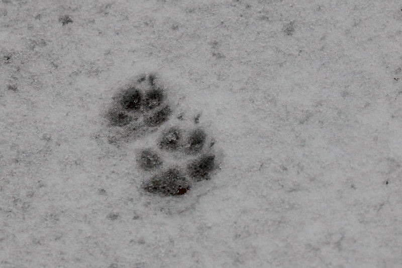 Polders Poelgeest: Sporen in de sneeuw