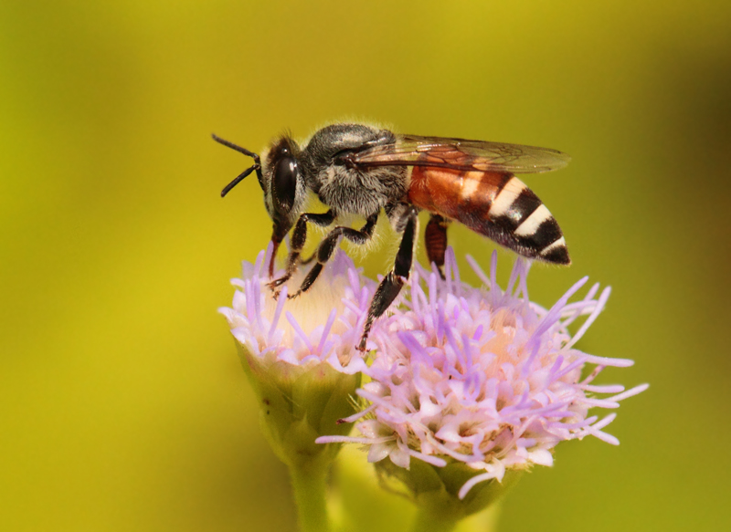 CORONA APICULTORES: APIS FLOREA