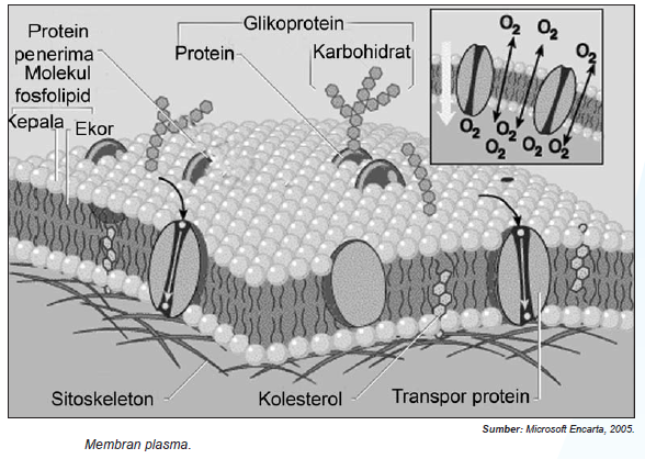 Membran Sel dan Fungsi