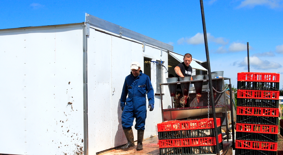 Unexpected Environments: Local chicks: Farm-to-table for health meat