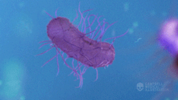 Células eucariotas y procariotas : Células eucariotas y procariotas