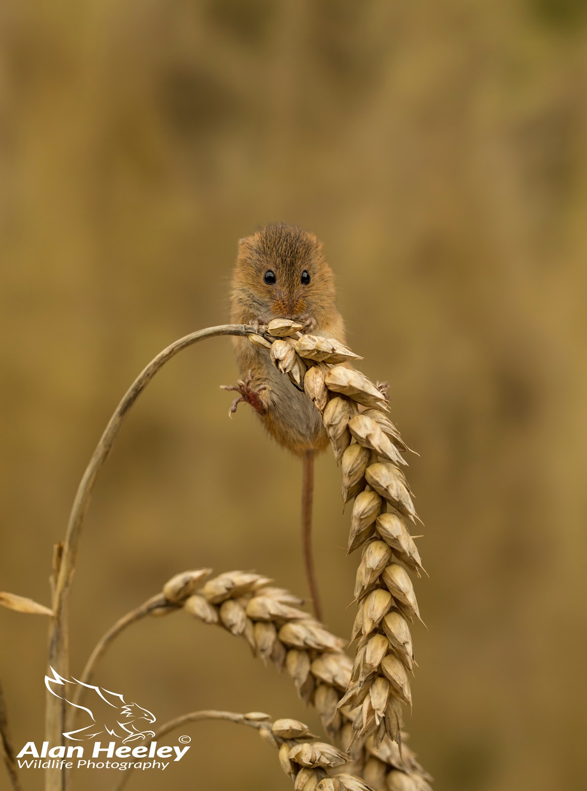 Alan Heeley Wildlife Photography: Harvest Mice workshops