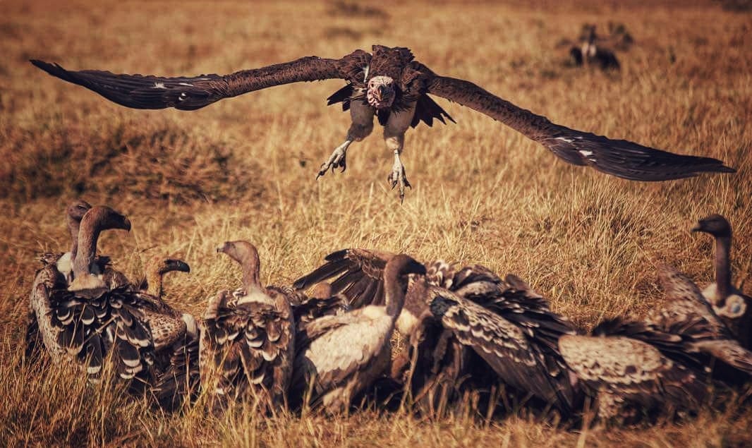 Oupa Storm se Bosstories: AASVOELS