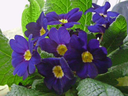 Walking down the primrose path