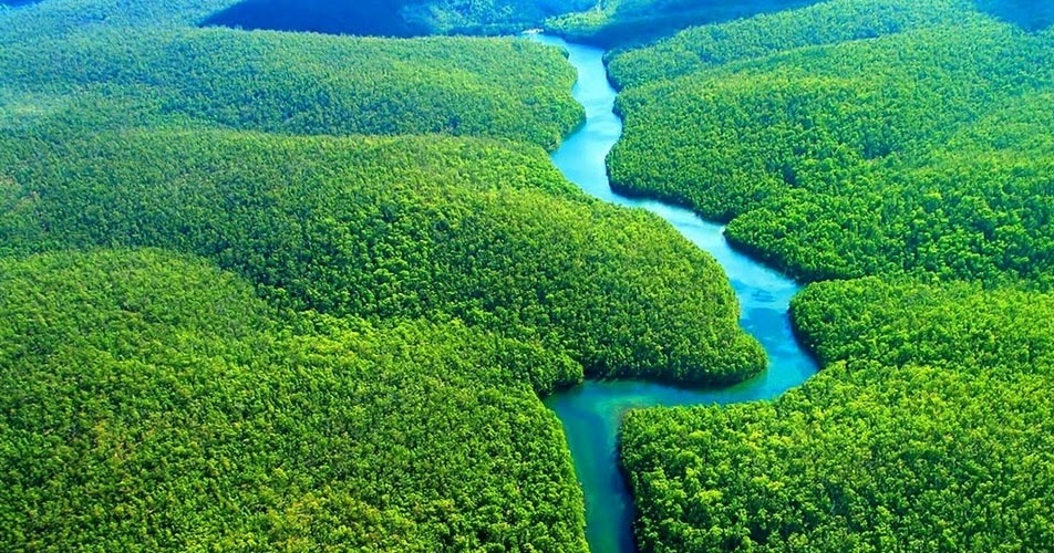 BIBOCA AMBIENTAL : FLORESTA AMAZÔNICA A MAJESTADE EQUATORIAL