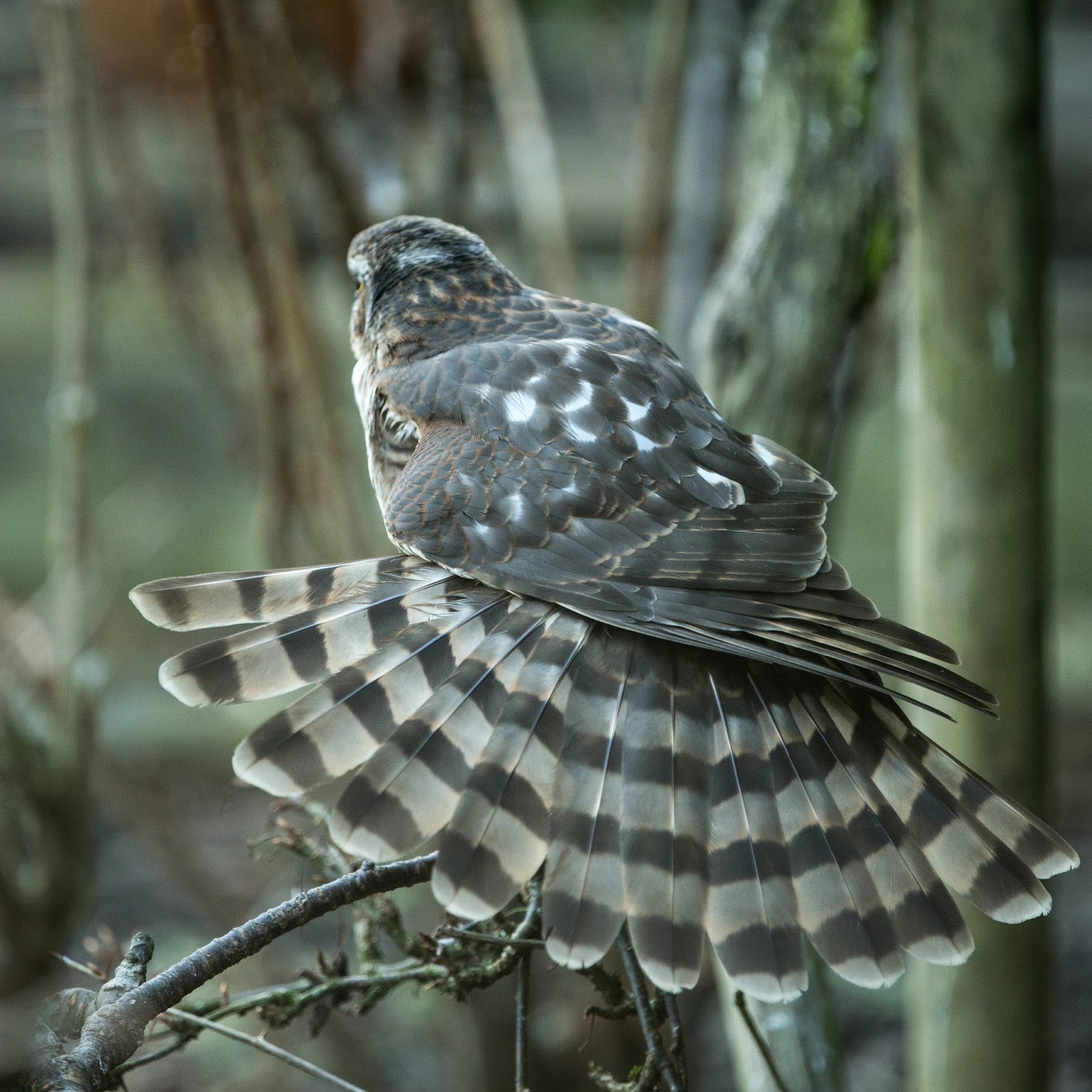 TrogTrogBlog: Fan-tailed sparrowhawk
