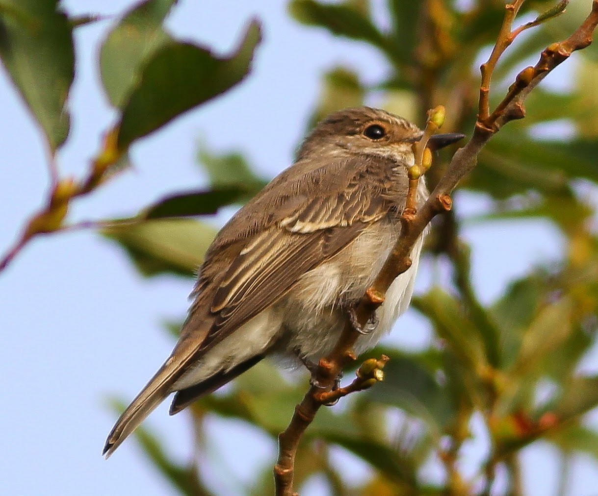 Birding Poole Harbour & Beyond: 4 Sep 14 - Obliging Spotted Flycatchers
