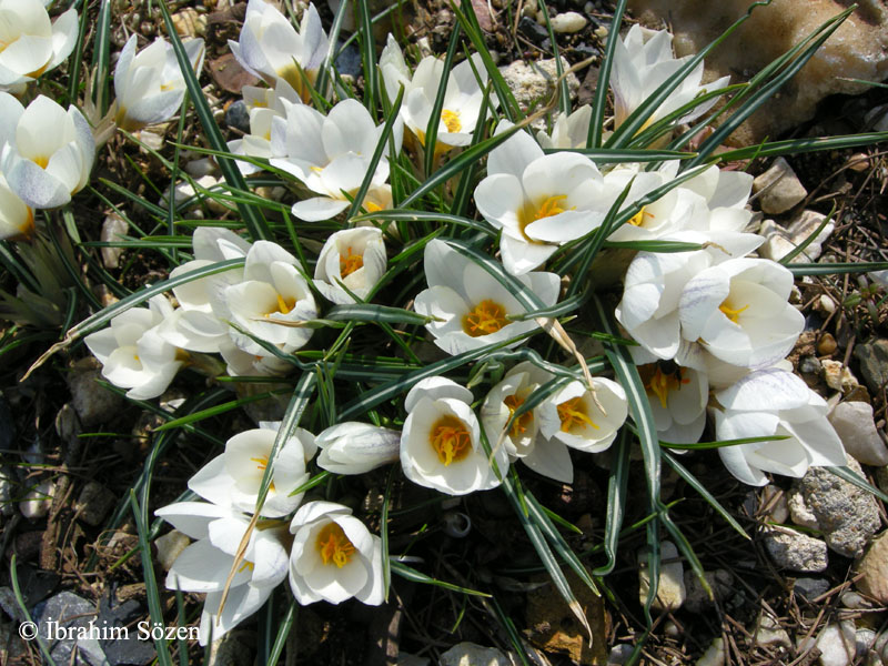The Country Of Crocuses: Crocus candidus
