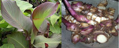 Manfaat Ganyong Merah Untuk Kesehatan Tubuh Dan Cara Mengolahnya ...