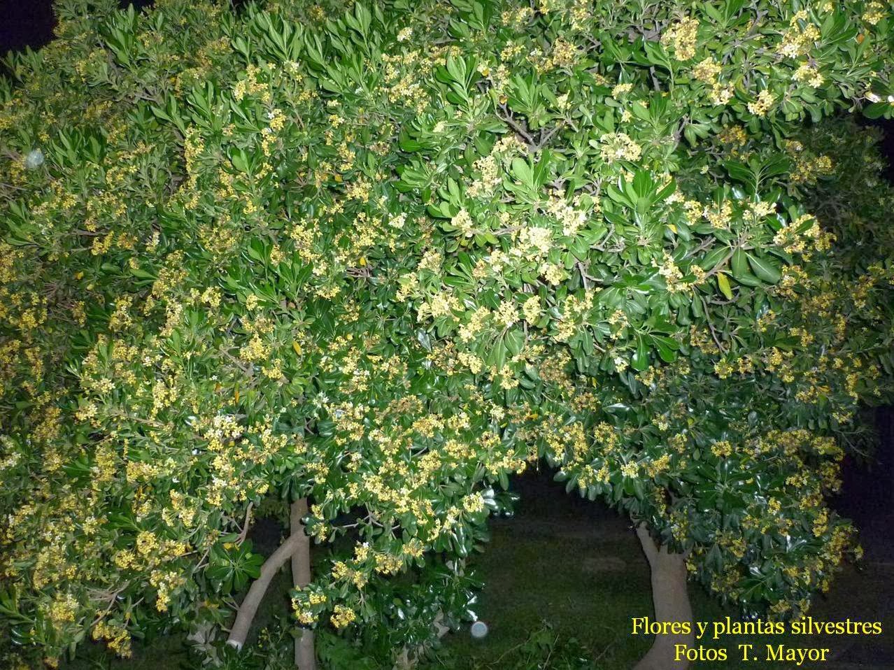 Flores y plantas silvestres: " Pittosporum tobira ". Pitosporo, Azahar ...