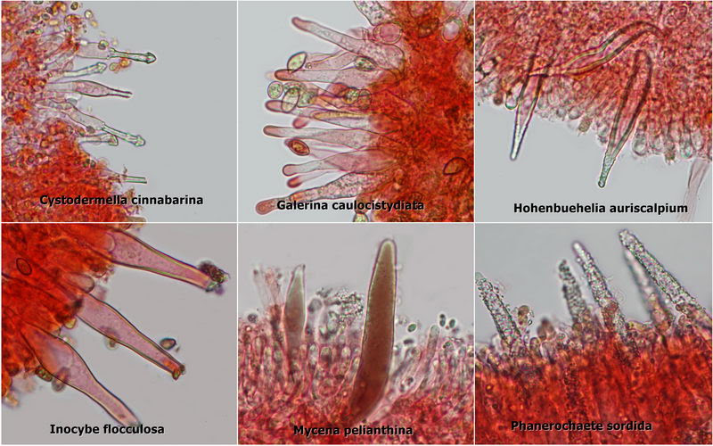 El mundo microscópico de los hongos: Basidiomicetos