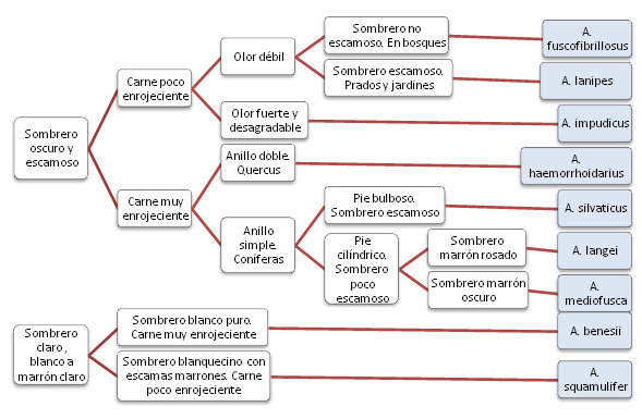 Guía de Setas y Hongos de Navarra.: Agaricus langei Moll.