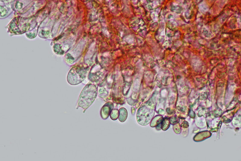 El mundo microscópico de los hongos: Inocybe terrigena (Fr.)Kuhn