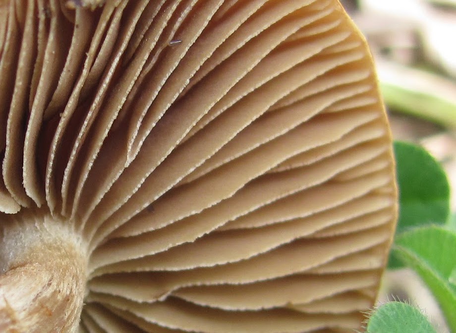 El mundo microscópico de los hongos: Inocybe terrigena (Fr.)Kuhn
