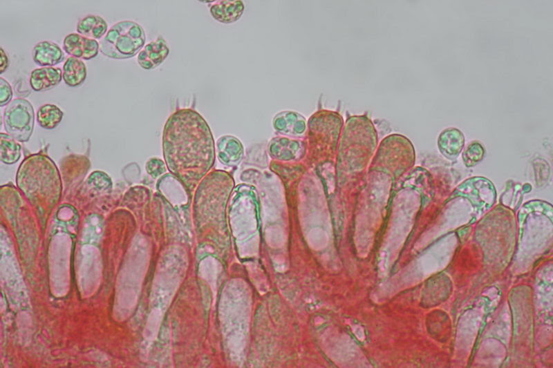 El mundo microscópico de los hongos: Basidiomicetos