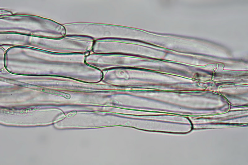 El mundo microscópico de los hongos: Inocybe terrigena (Fr.)Kuhn