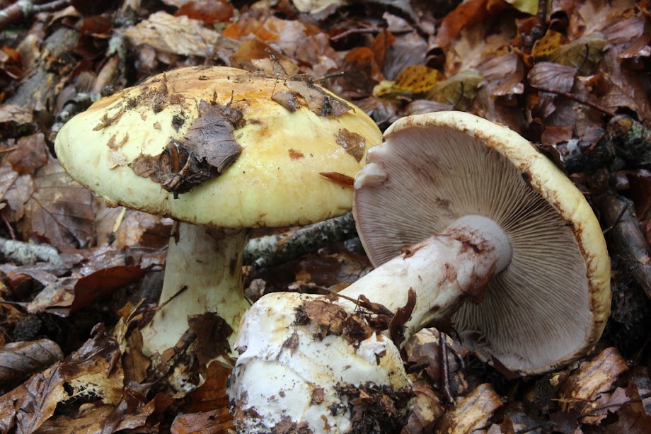 Guía de Setas y Hongos de Navarra.: Cortinarius caesiocortinatus Jul ...
