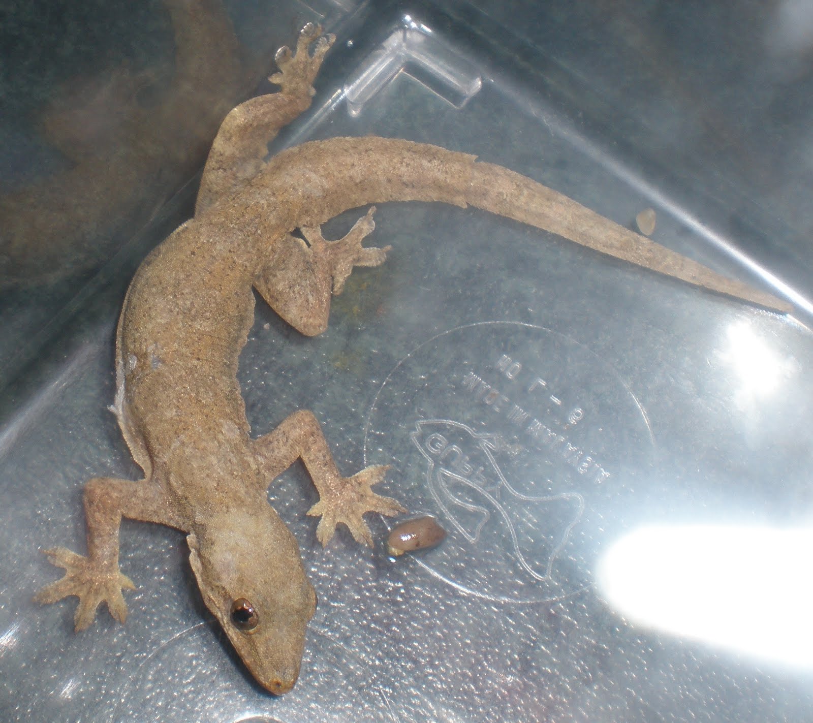 Oh Cicak! ~ penaip-bila-bosan