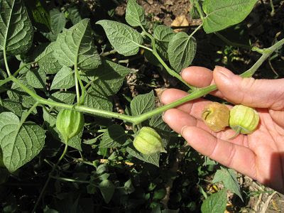 Ashden Awards for Sustainable Energy Blog: Visiting Fruits of the Nile ...