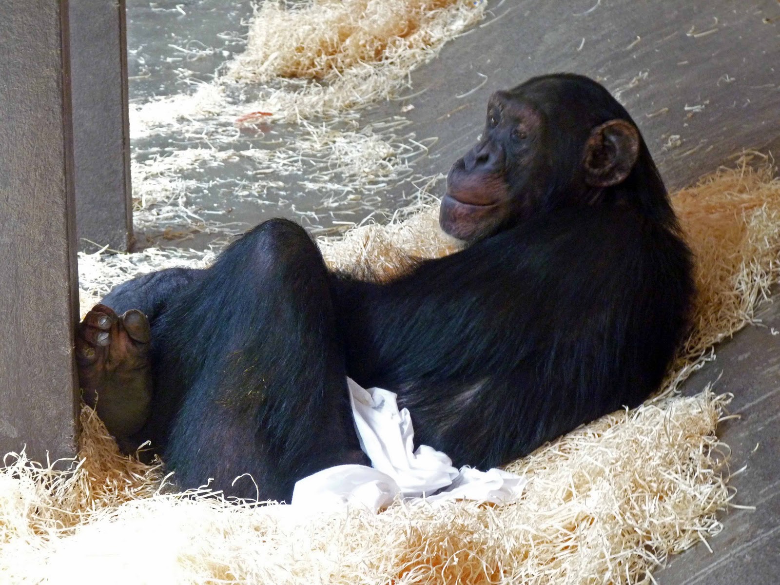 Dorset Allsorts: Monkey World
