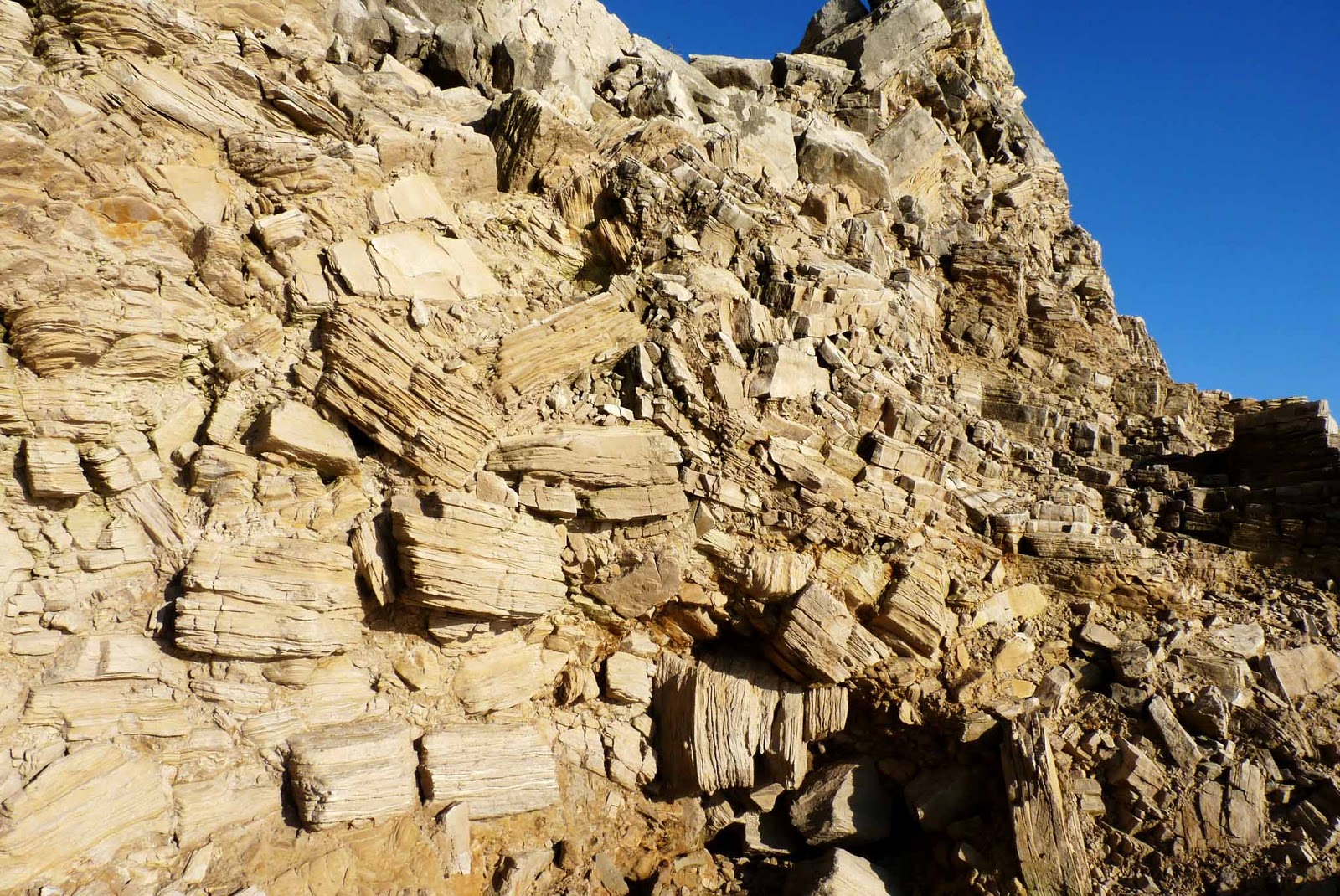 Dorset Allsorts: The Fossil Forest