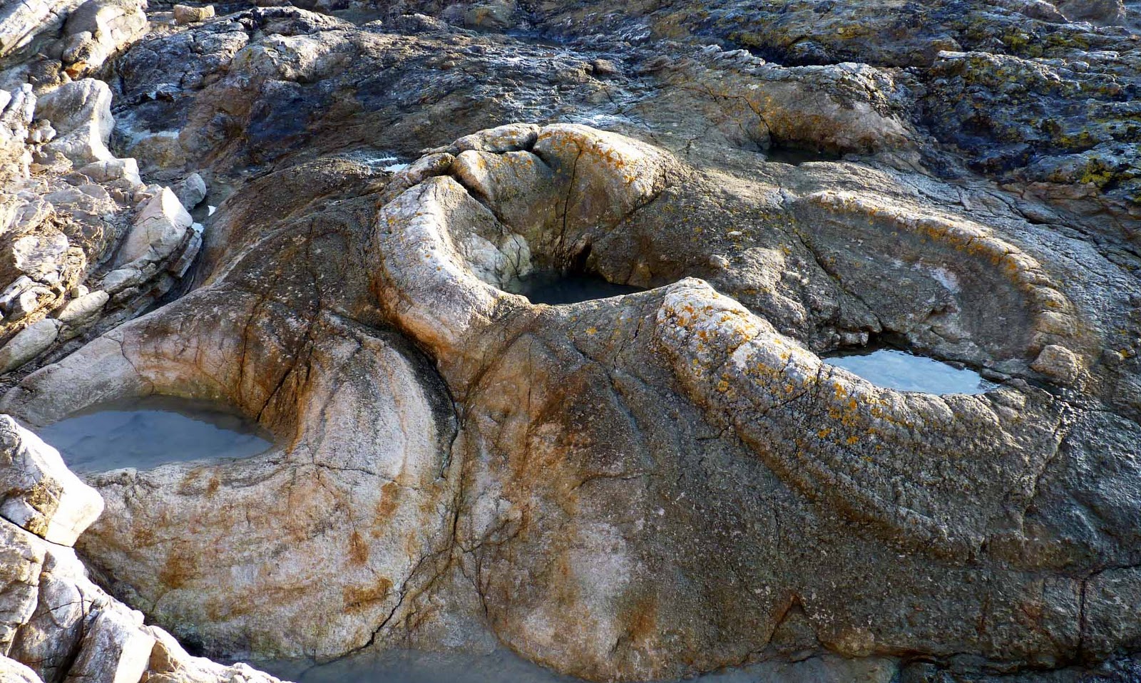Dorset Allsorts: The Fossil Forest