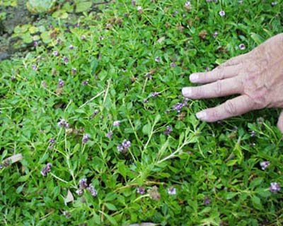Grassroots Gardeners: Noxious Weed Warning - Lippia 'no-mow' lawn
